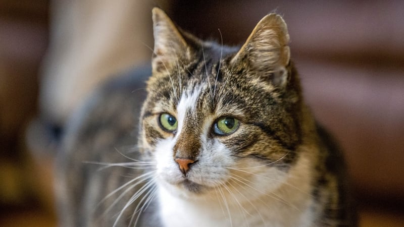 Heroic Newry cat Spuds up for National Cat Award in UK