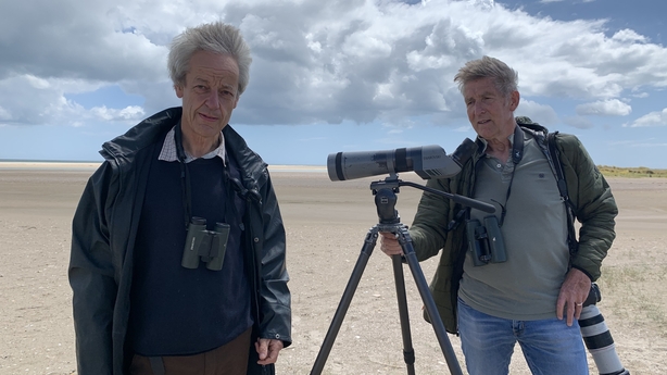 Call to help protect colony of Little Terns in Wexford