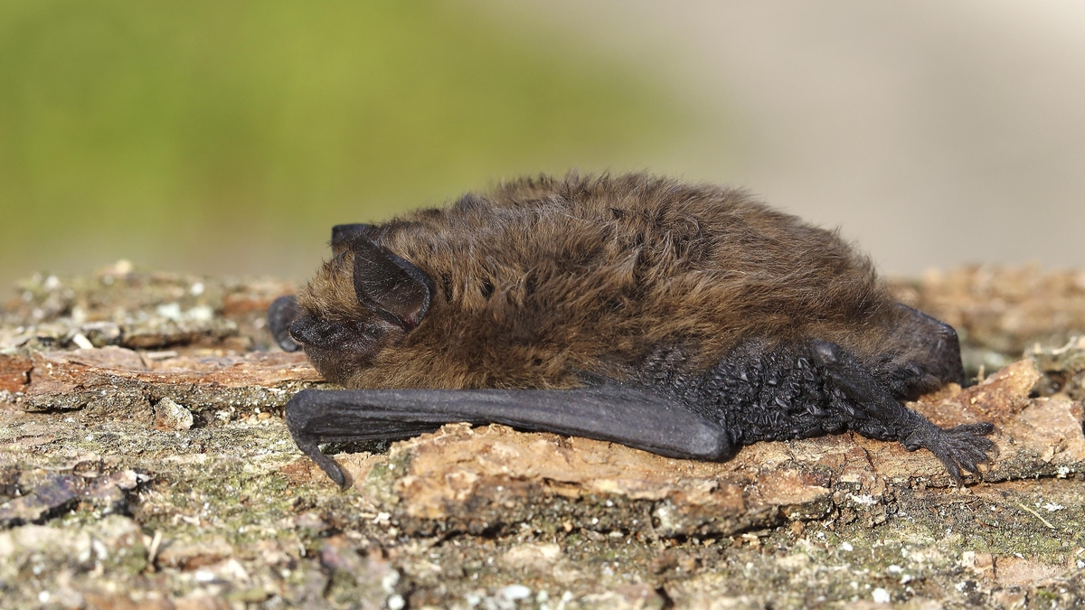 Have you ever fancied being a bat pooper-scooper? | Mooney Goes Wild ...