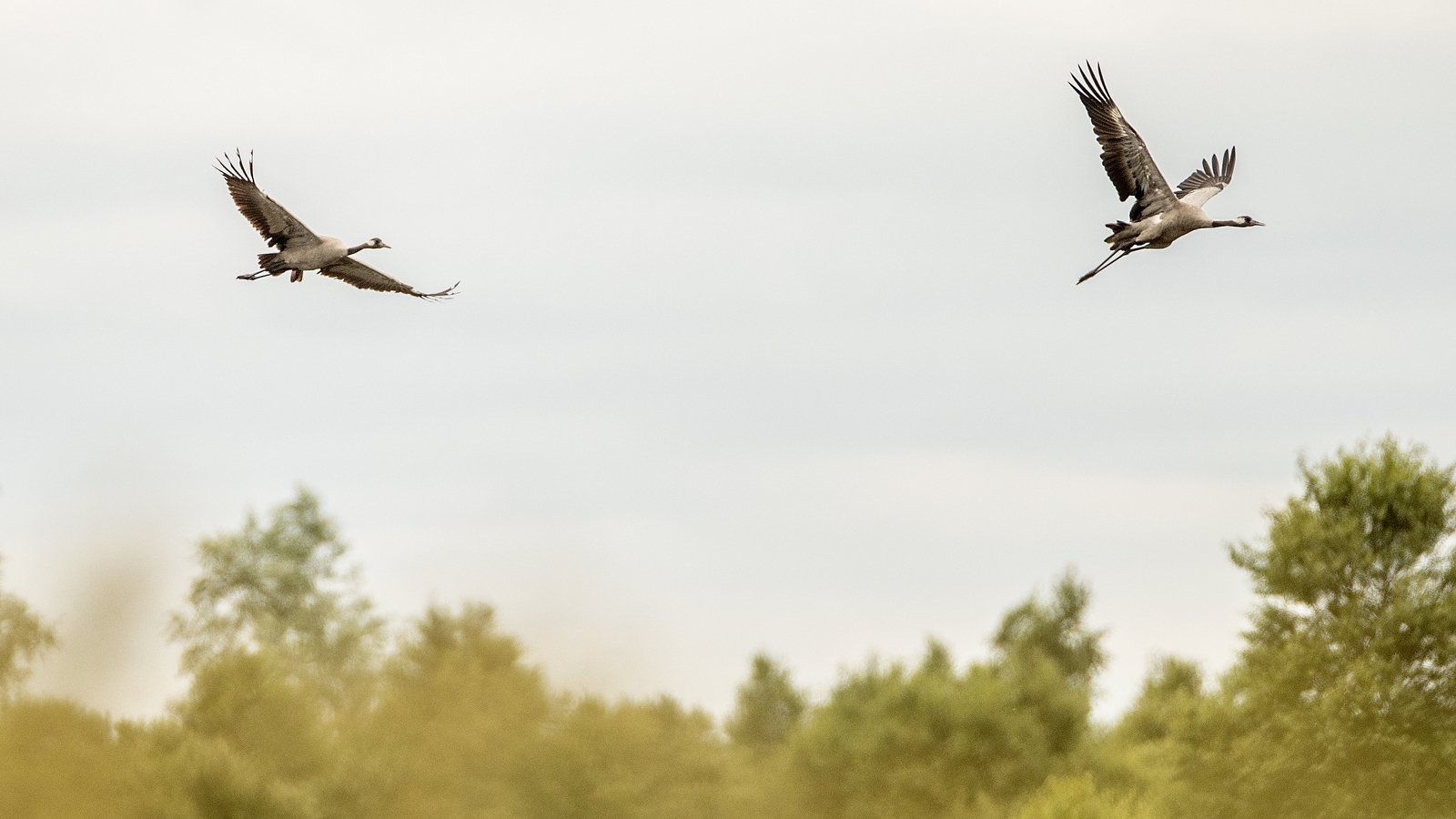 Common crane chicks hatched at rewetted peatland