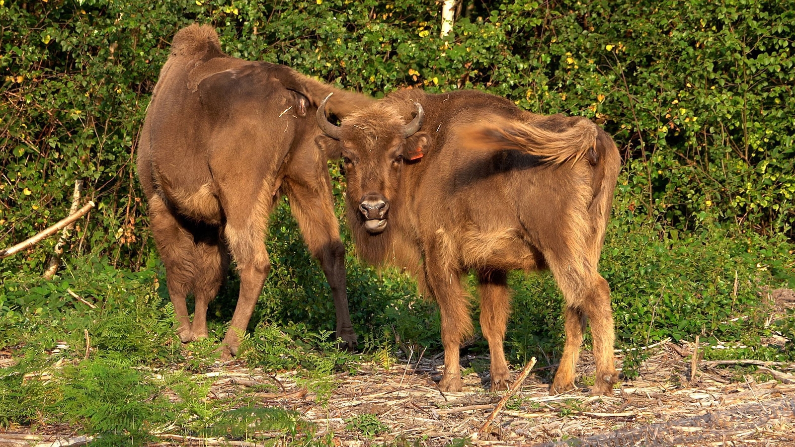 European bison reintroduced to roam freely in Britain