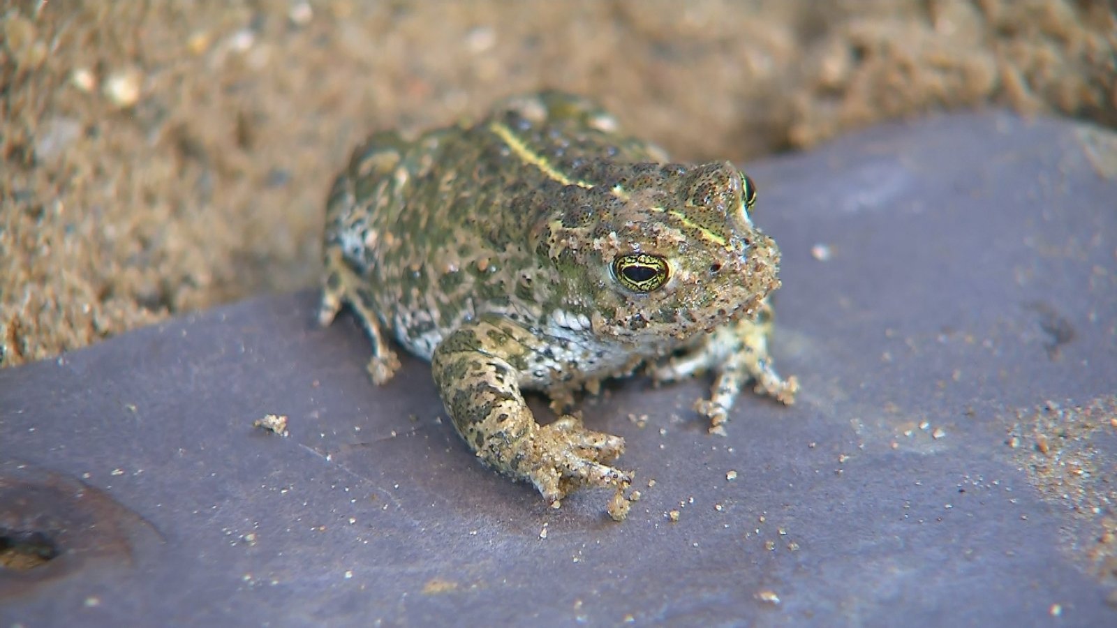 Hundreds of Natterjack toadlets are released in Kerry