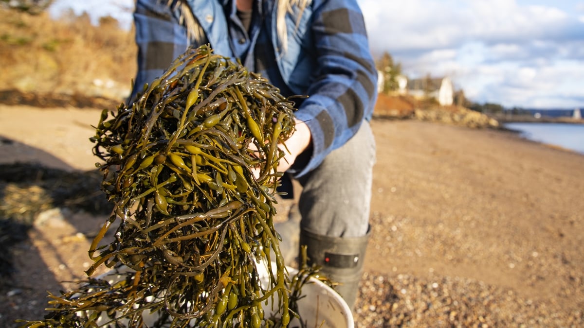 Health and Cooking benefits of Irish Seaweed | Oliver Callan - RTÉ Radio 1