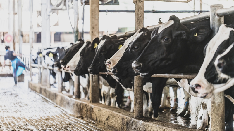 IFA warns of 'potentially devastating blow' to farming