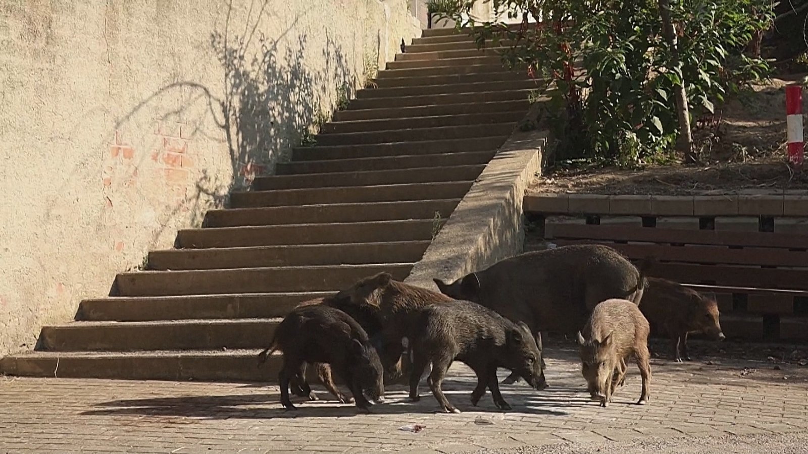 Spain wrestles with wild boar pigging out in cities