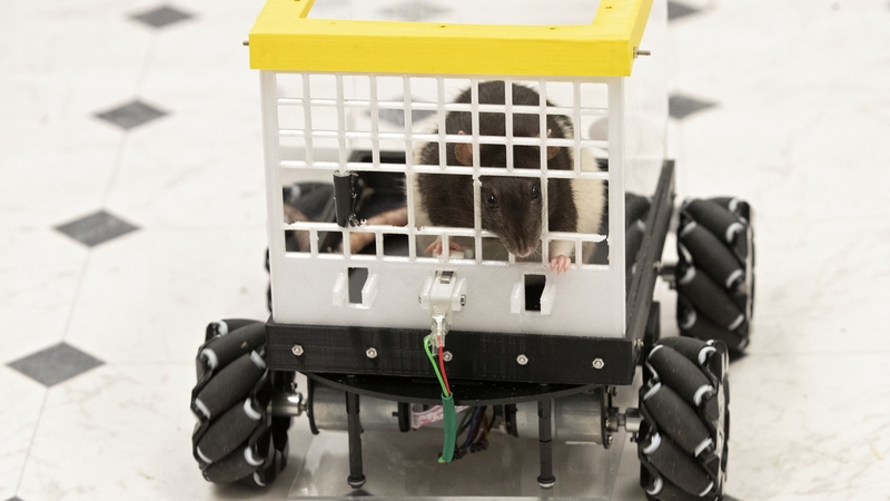 Rat race: Rodents in drive to help mental health study