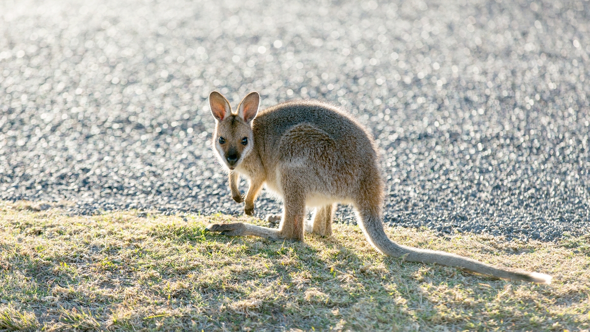 Where's Wallaby? | Today with Claire Byrne - RTÉ Radio 1