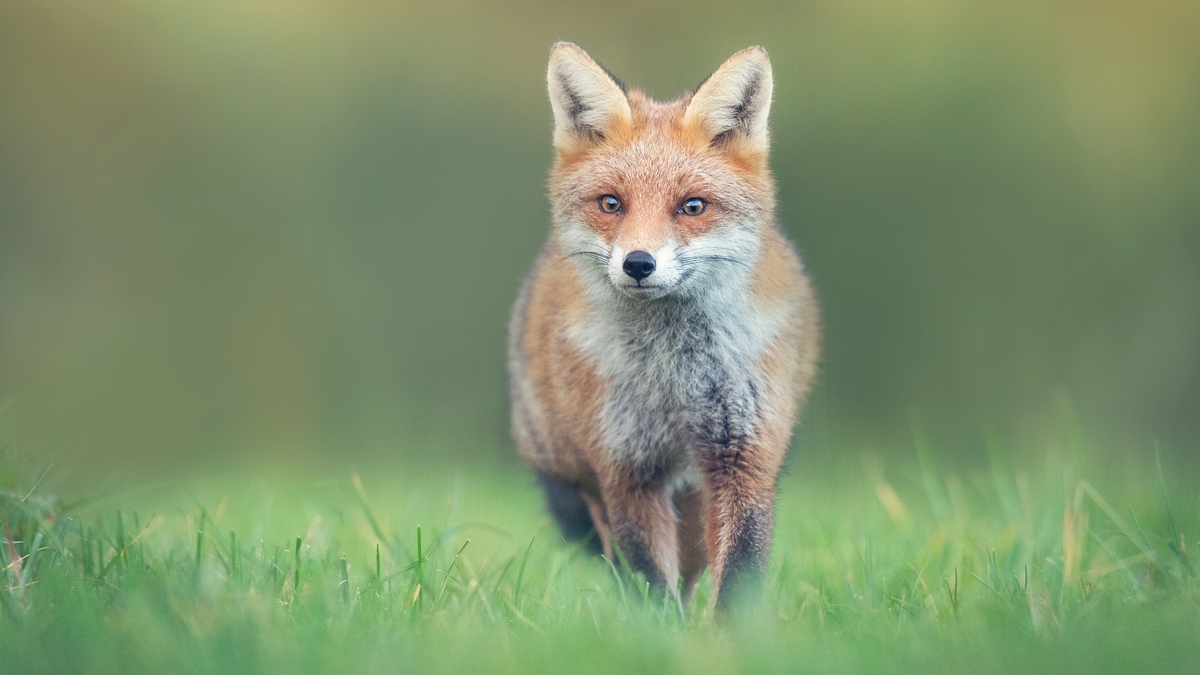 The Early Morning Fox | Mooney Goes Wild - RTÉ Radio 1