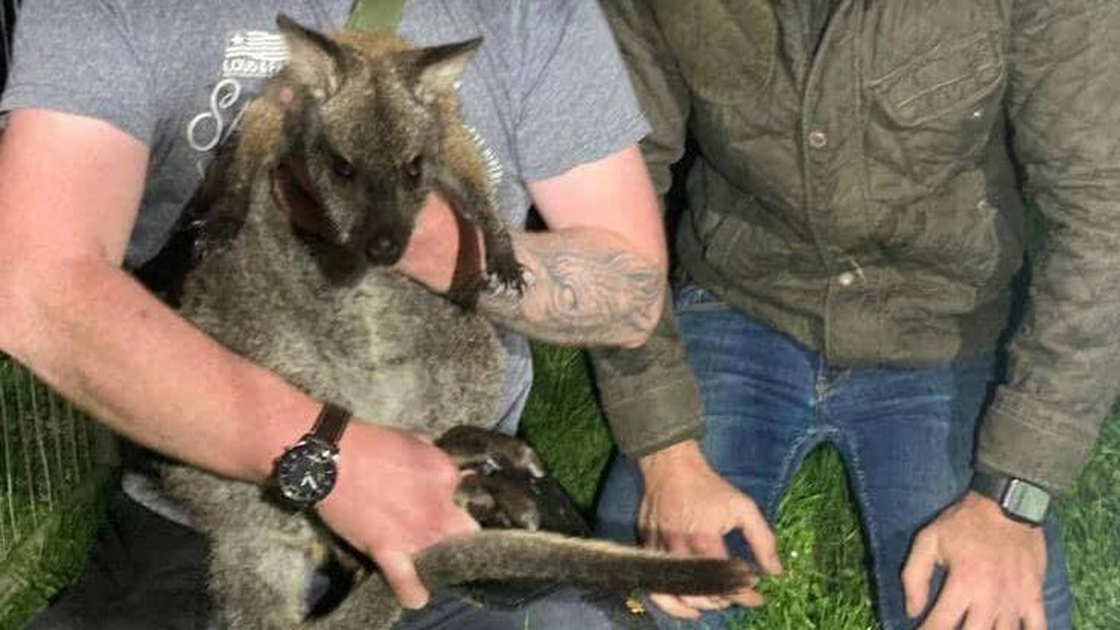 Winnie the missing wallaby safely back home in Tyrone