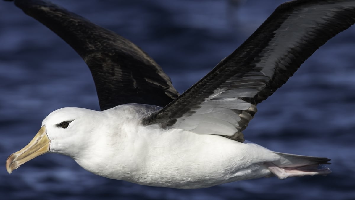 Black-browed Albatross seen in Co. Kerry | Mooney Goes Wild - RTÉ Radio 1