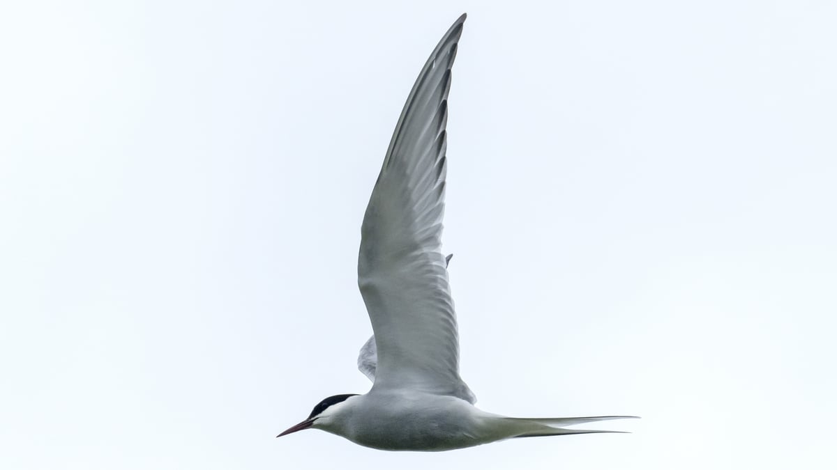 Mooney Goes Wild Sunday 4 September 2022 - Mooney Goes Wild