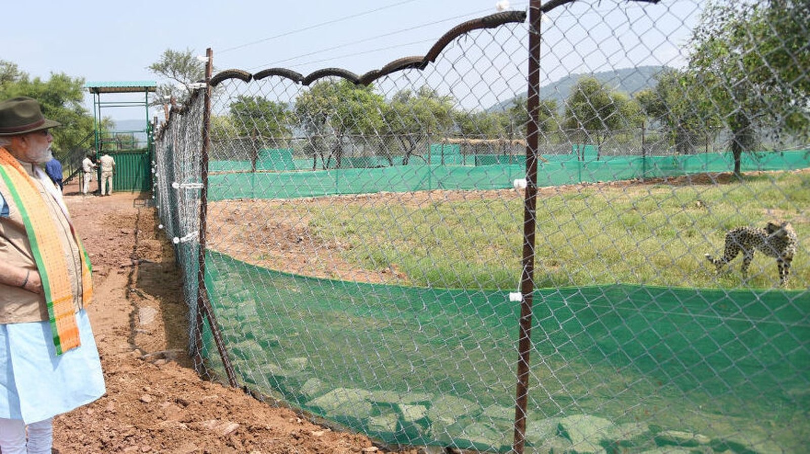 Cheetahs reintroduced to India after 70-year absence