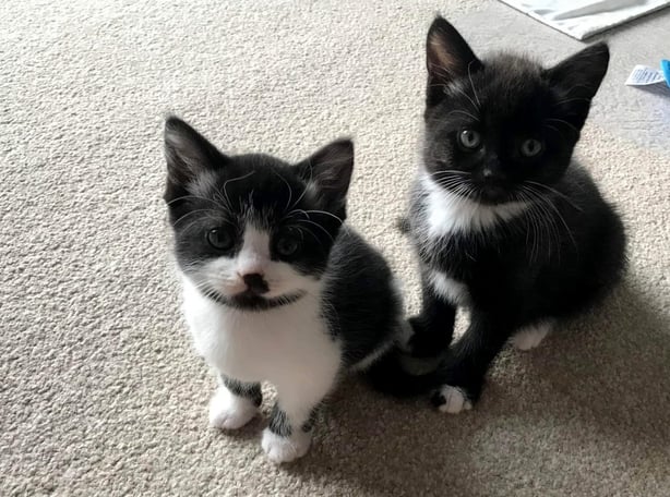 Bright spark cats found living in electrical substation