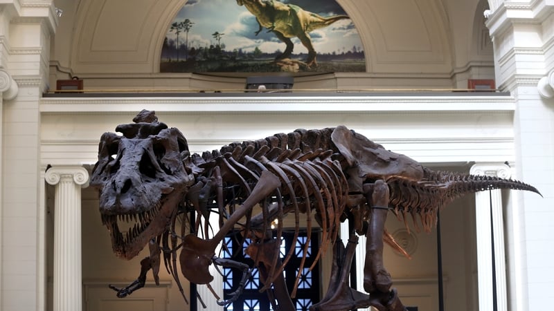 Scientists stumped by holes in Sue the T-Rex's jawbone