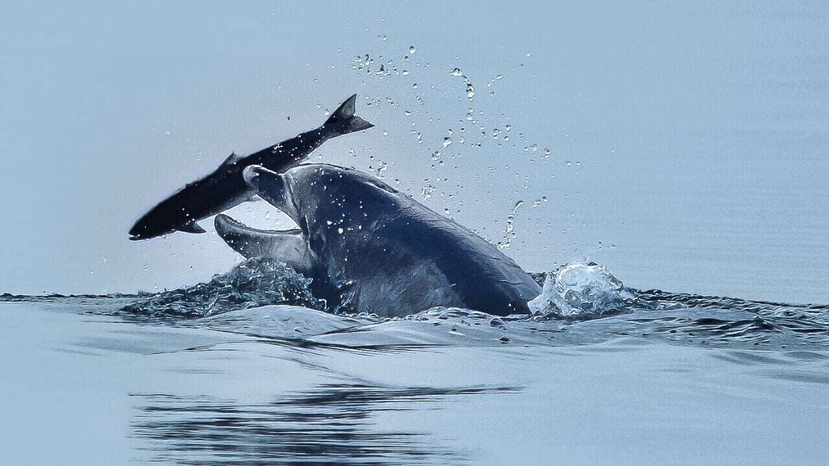 Mooney Goes Wild | Mooney Goes Wild - RTÉ Radio 1