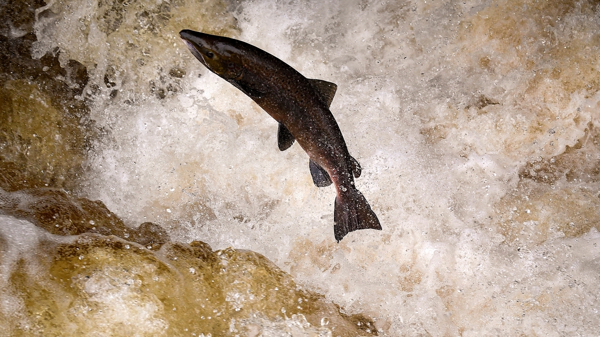 How trees are helping salmon in Scotland | Mooney Goes Wild - RTÉ Radio 1