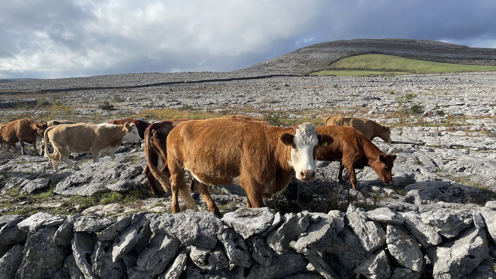 Farmers send cows out to 'winterage' in the Burren