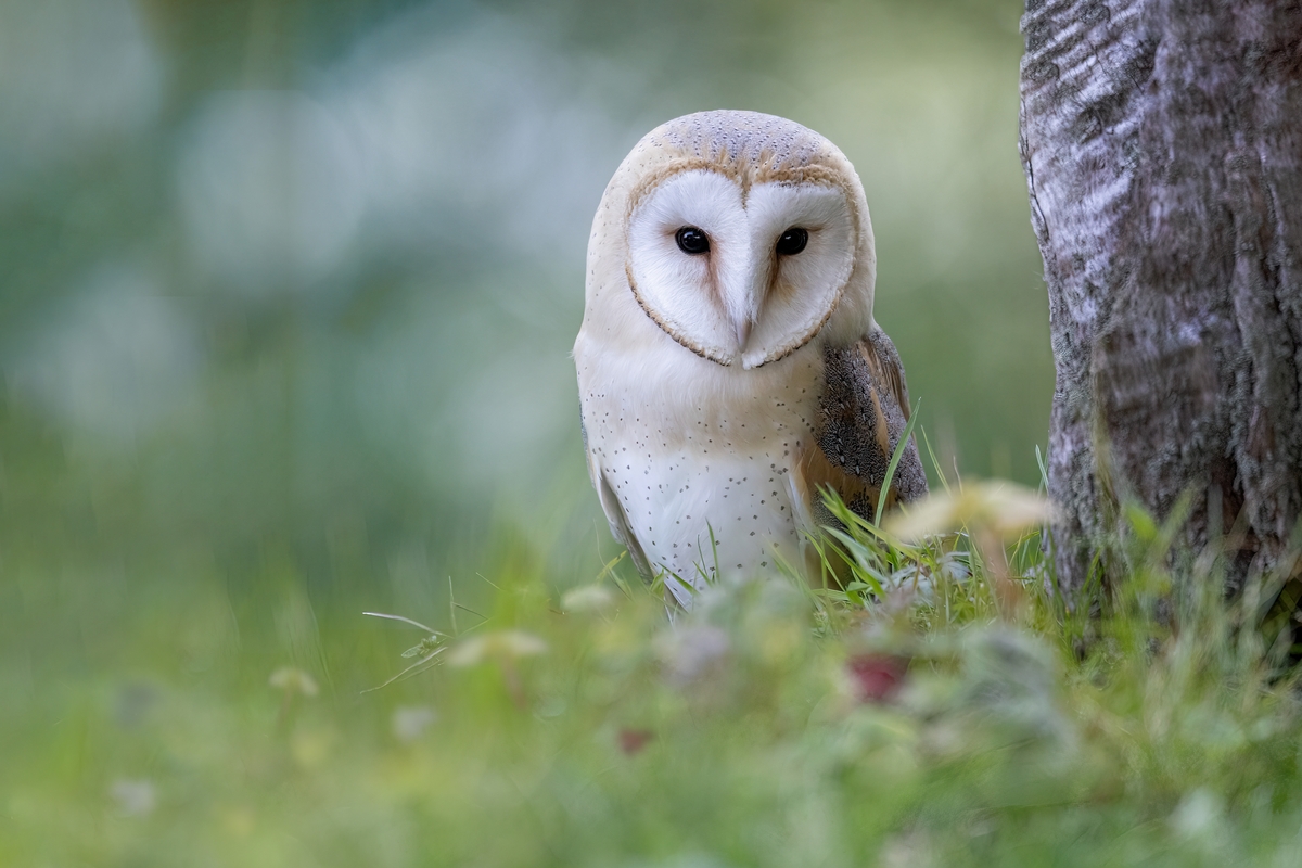 Mooney Goes Wild | Mooney Goes Wild - RTÉ Radio 1