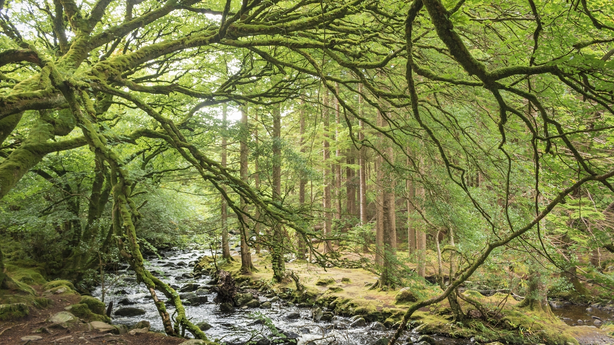 National Tree Week: “Planting Trees, Growing Together” | Mooney Goes ...