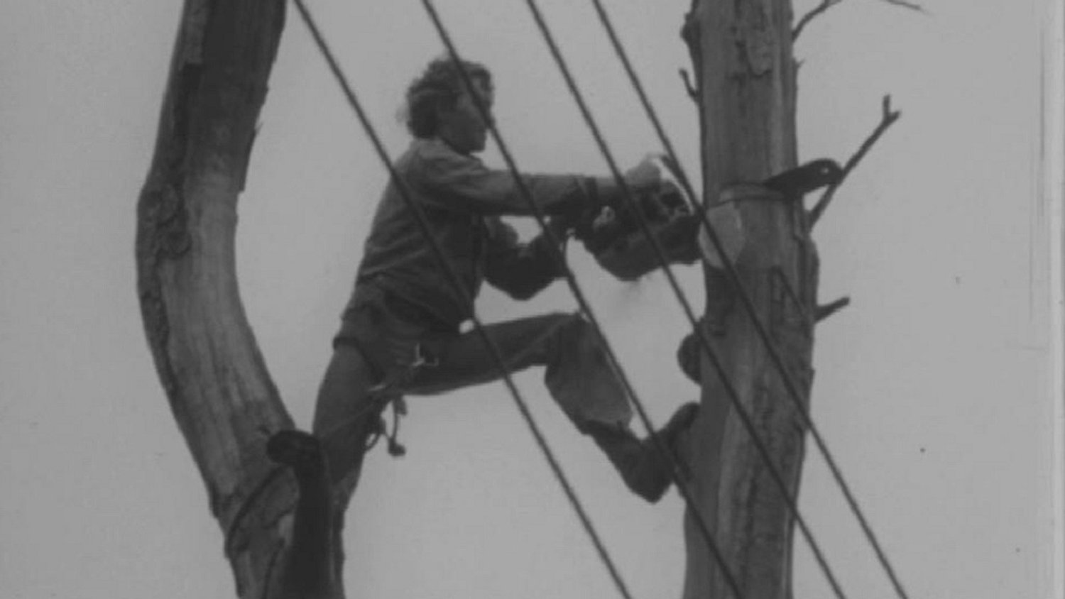 RTÉ Archives | Environment | The Tree Surgeon