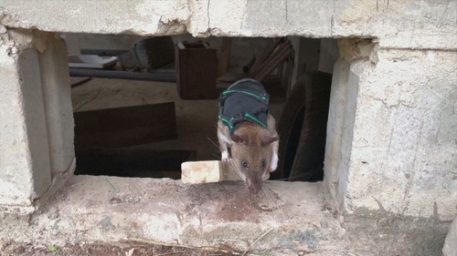 Giant rats trained to find humans in disaster zones