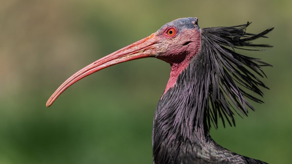 Mooney Goes Wild | Mooney Goes Wild - RTÉ Radio 1