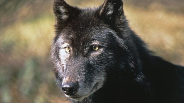 How bringing back lost species revives ecosystems