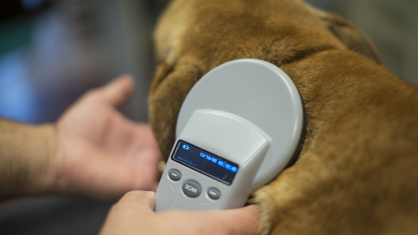 Minister: Dog rule breakers should be 'social pariahs'