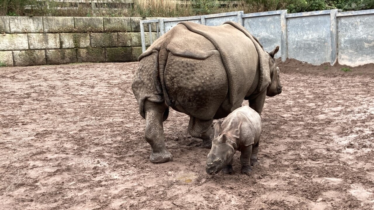 Mooney Goes Wild Monday 12 December 2022 - Mooney Goes Wild