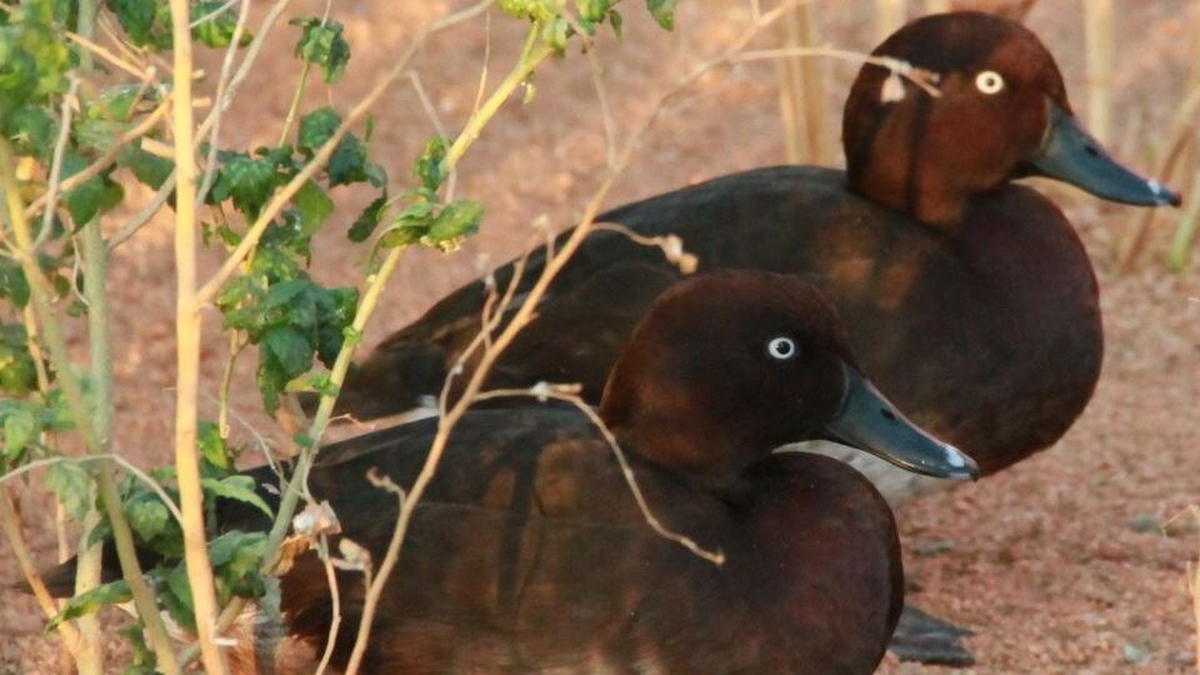 Madagascar Pochard: the duck that came back from the dead | Mooney Goes ...
