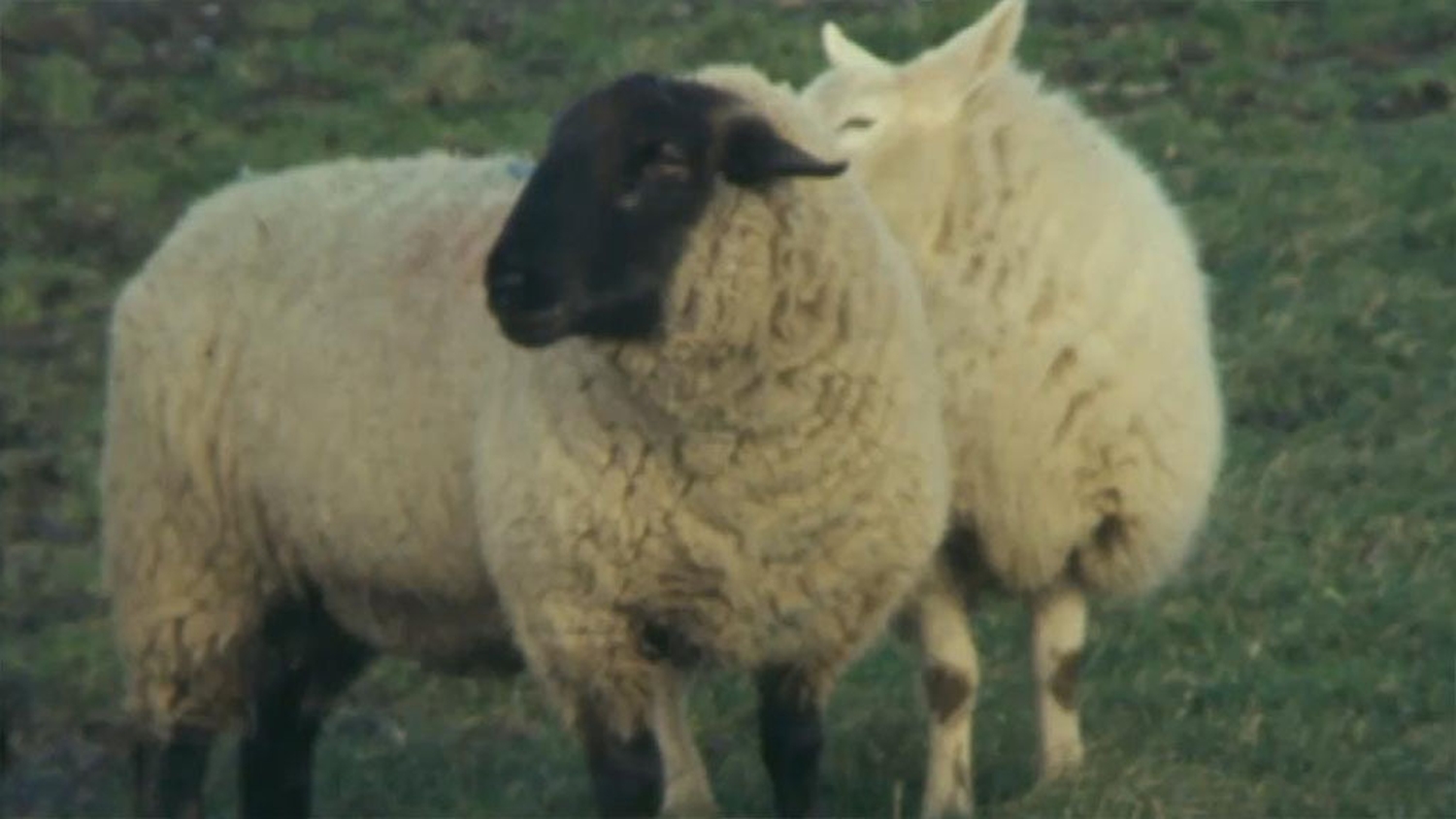 RTÉ Archives | Society | Sheep Rustling