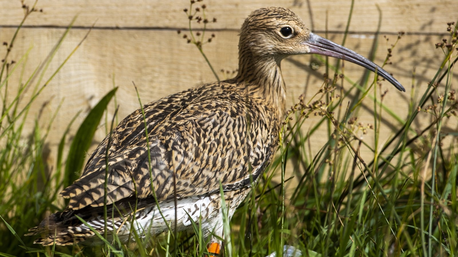 Ireland's curlew population in 'stark decline'