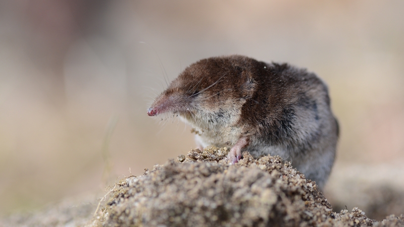 How new small mammals have caused an 'invasional meltdown'