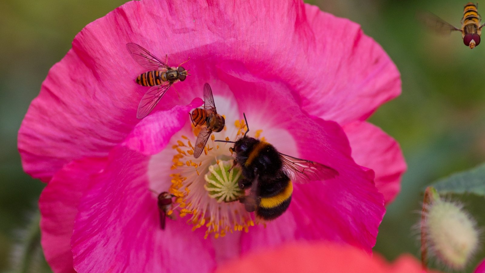 Let's Dive In: Why are insects so important?