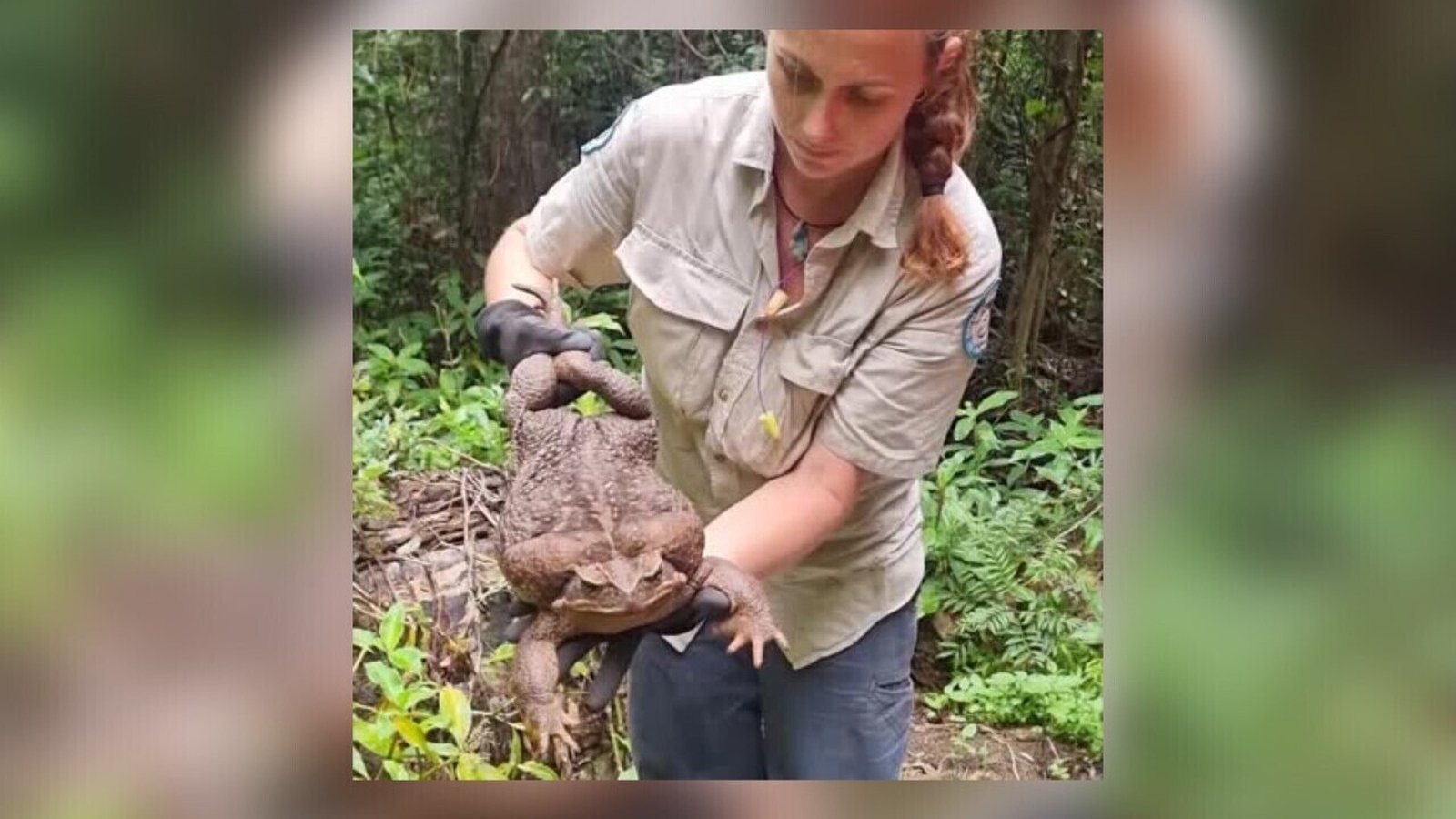 Australia's 'Toadzilla' could be world's biggest toad