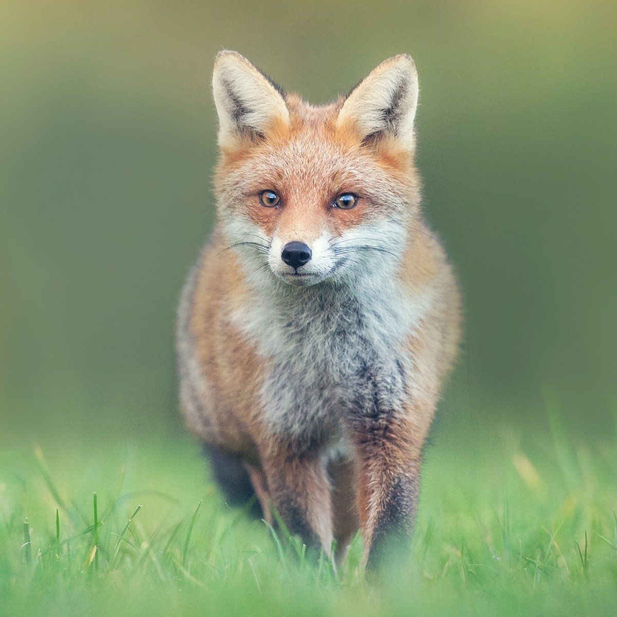 Máthair shúigh agus Póiríní seangán: embracing nature as Gaeilge ...