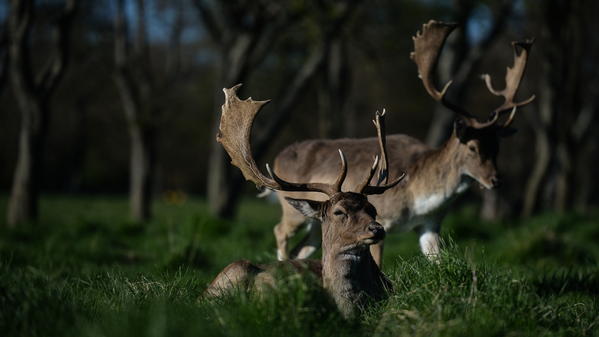 Number of train strikes on deer doubles in five years | Morning Ireland ...