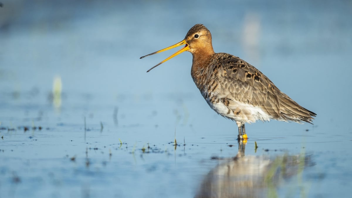 Mooney Goes Wild | Mooney Goes Wild - RTÉ Radio 1