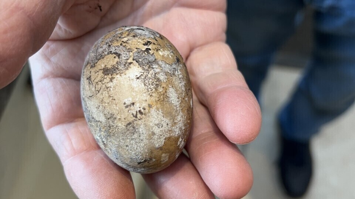 Mooney Goes Wild | Mooney Goes Wild - RTÉ Radio 1