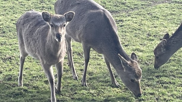 Rise in number of deer struck along rail network