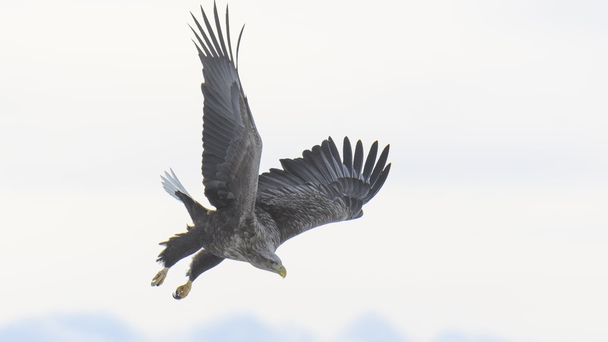 Mooney Goes Wild | Mooney Goes Wild - RTÉ Radio 1