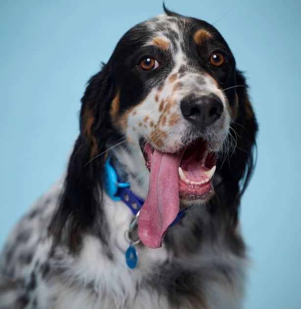 Dog is Guinness World Record Setter for tongue length