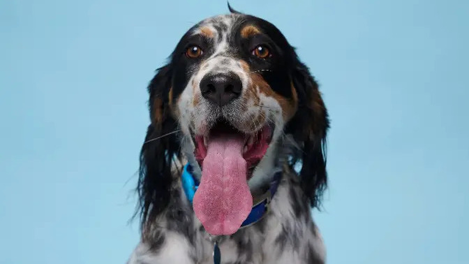 Dog is Guinness World Record Setter for tongue length