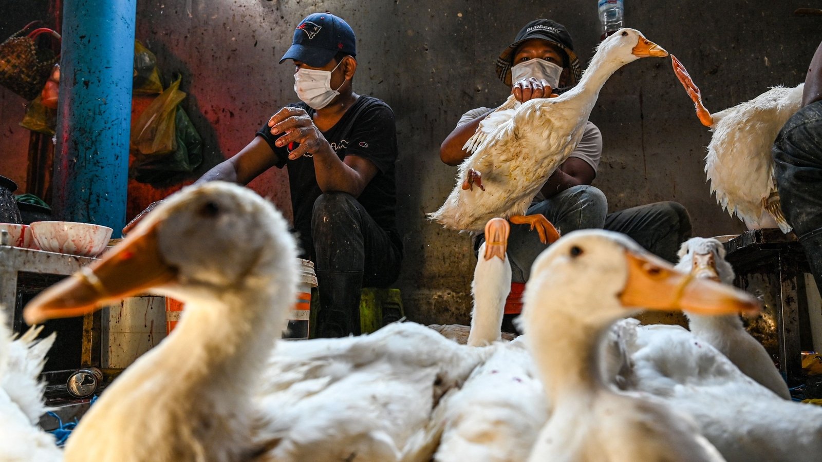 Bird flu situation 'worrying' - WHO reviews risk