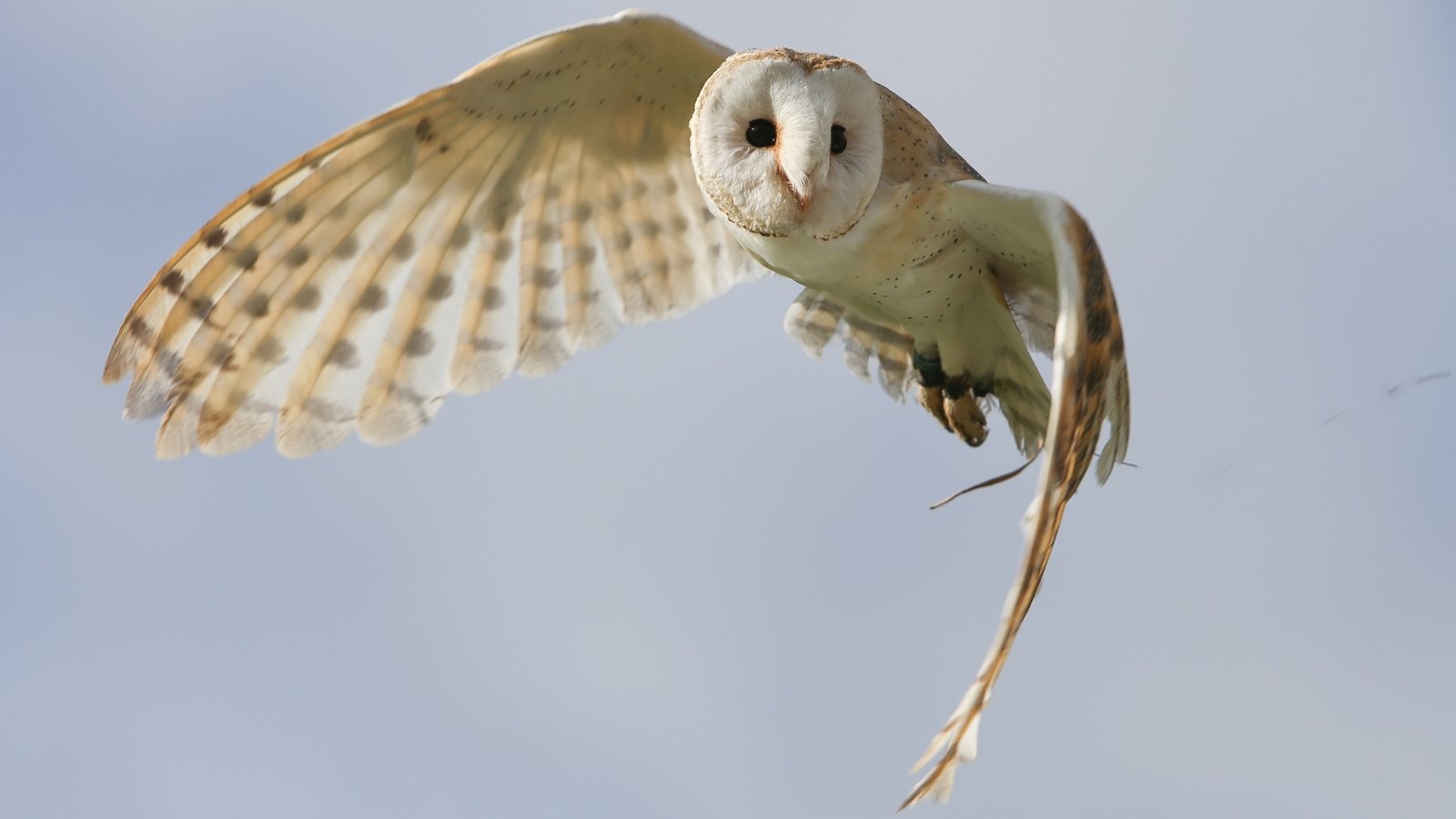 Barn owl bumper year in NI as 24 chicks fledge nests
