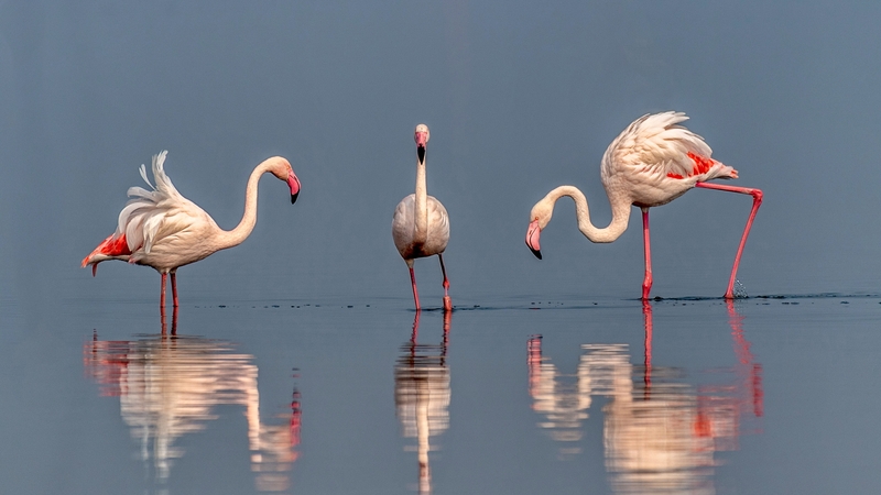 Birds of a feather: Flamingos form cliques with friends