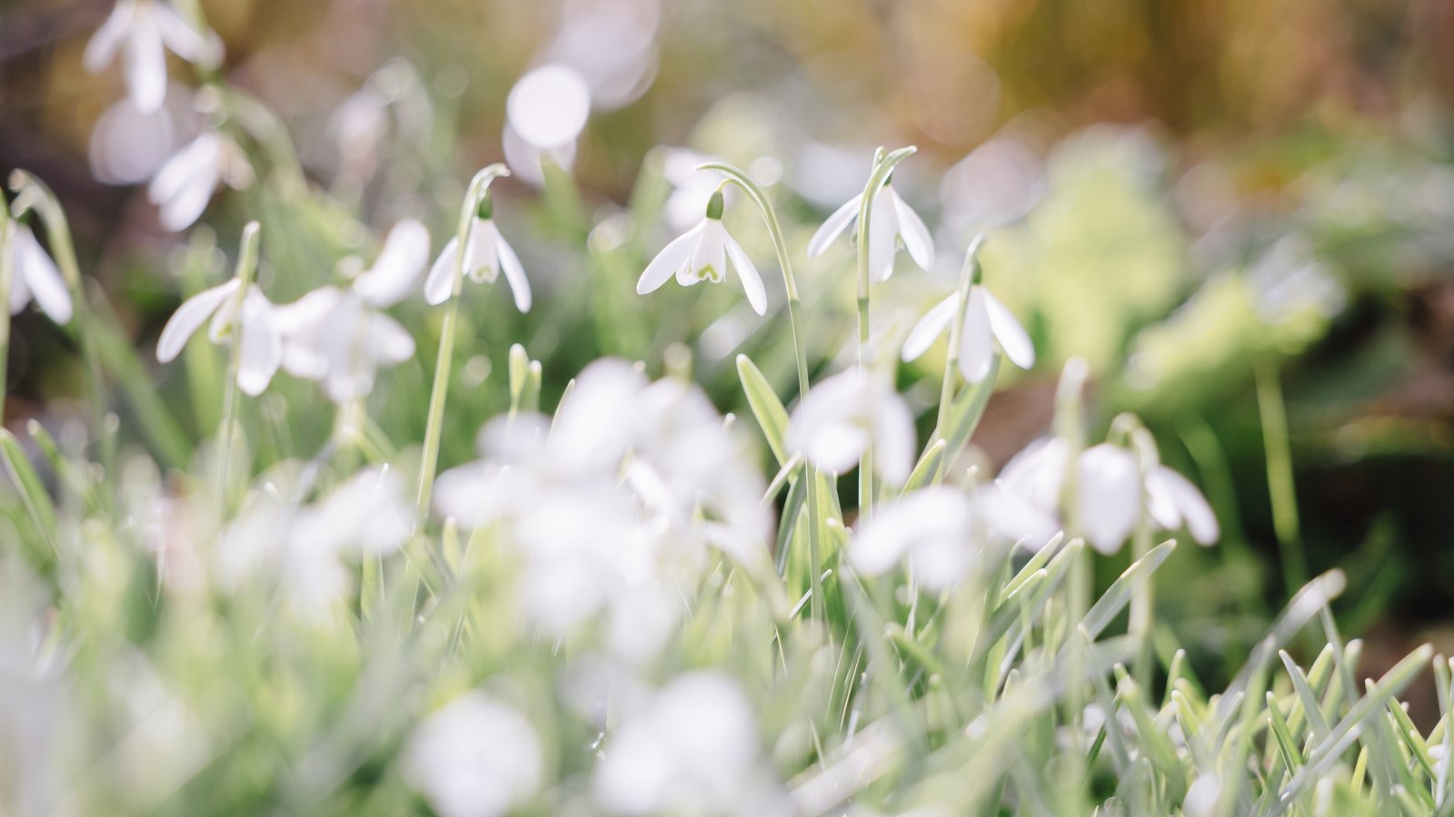 February warmer and drier than average - Met Éireann