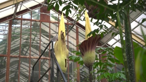 Plants smelling of rotten flesh bloom in Netherlands