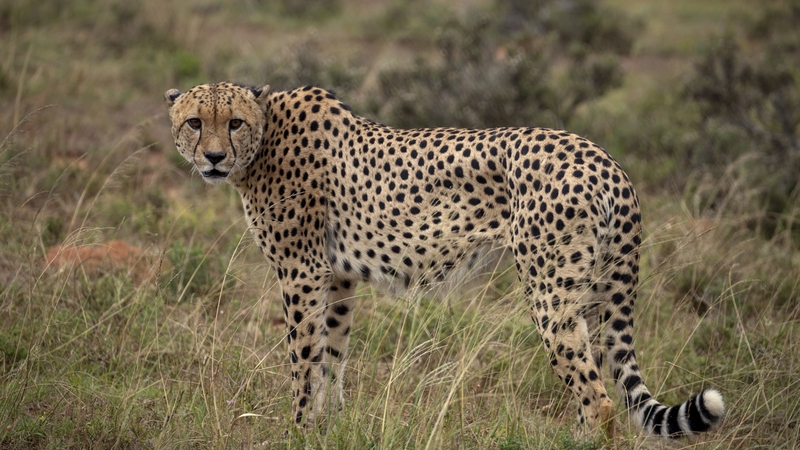 Cheetahs back in the wild in India after seven decades