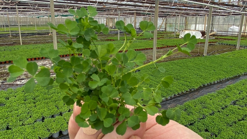 Seamróg agus criostal as Ciarraí sa Teach Bán Lá Fhéile Pádraig
